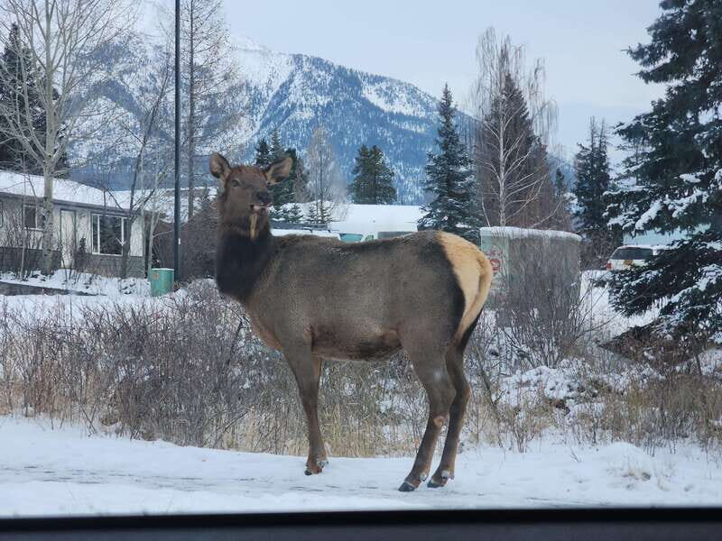 Canmore/Banff: Explore Banff & Wildlife - Exploring Banff & Wildlife: A Detailed Review of the Canmore/Banff Experience