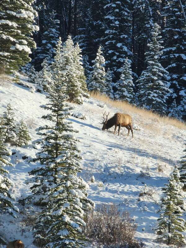 Canmore/Banff: Explore Banff & Wildlife - Final Thoughts: Who Is This Tour Best For?