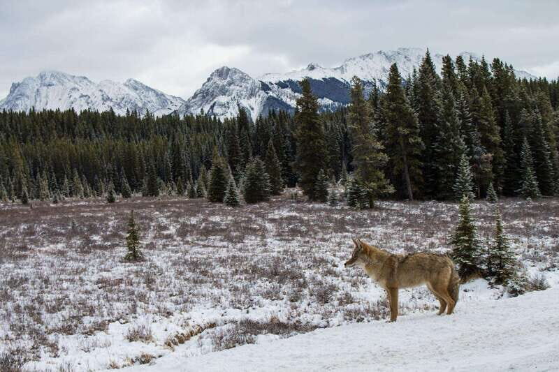 Canmore: Explore Winter Wildlife Tracks - 2hr Nature Walk - Authentic Traveler Perspectives