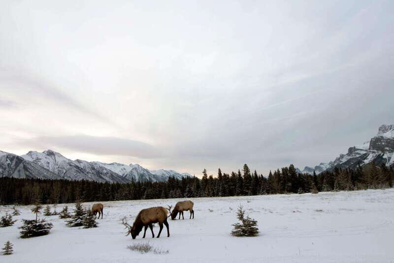 Canmore: Explore Winter Wildlife Tracks - 2hr Nature Walk - The Sum Up