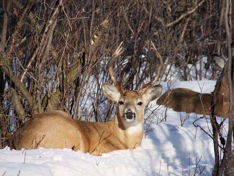 Canmore: Explore Winter Wildlife Tracks - 2hr Nature Walk - FAQ