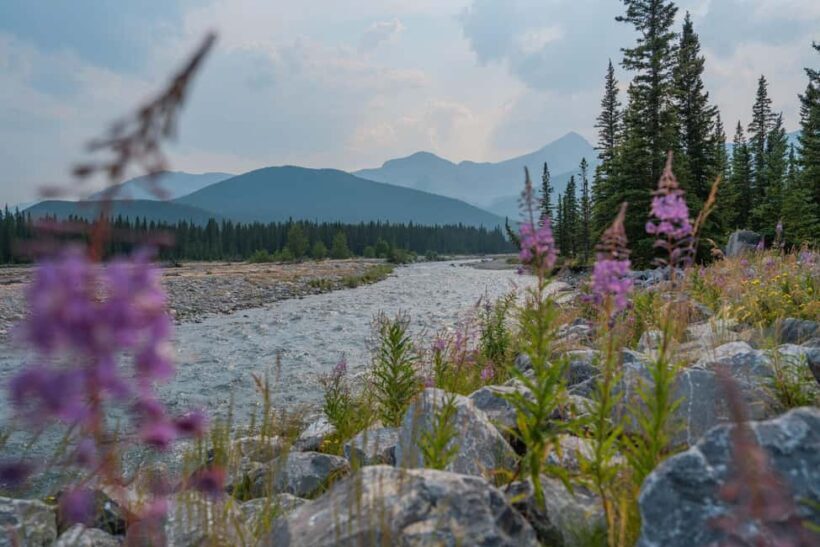 Canmore: Medicinal and Edible Plants, 2-hour Nature Walk - Discovering Canmore’s Medicinal and Edible Plants: A Practical 2-Hour Nature Walk