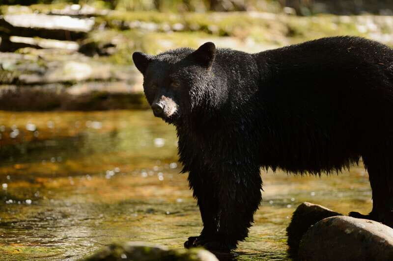 Canmore: PRIVATE SAFARI Drive to BANFF Park & Nature Walk - Exploring the Experience in Detail