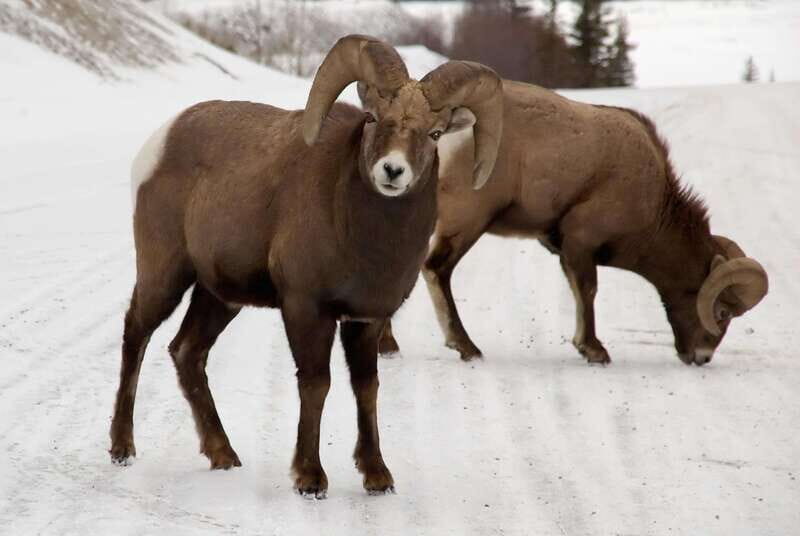 Canmore: The Winter Wonderland Hiking Tour + Transportation - The Sum Up