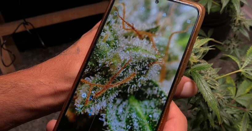 CANNABIS EXPERIENCE - Key Points