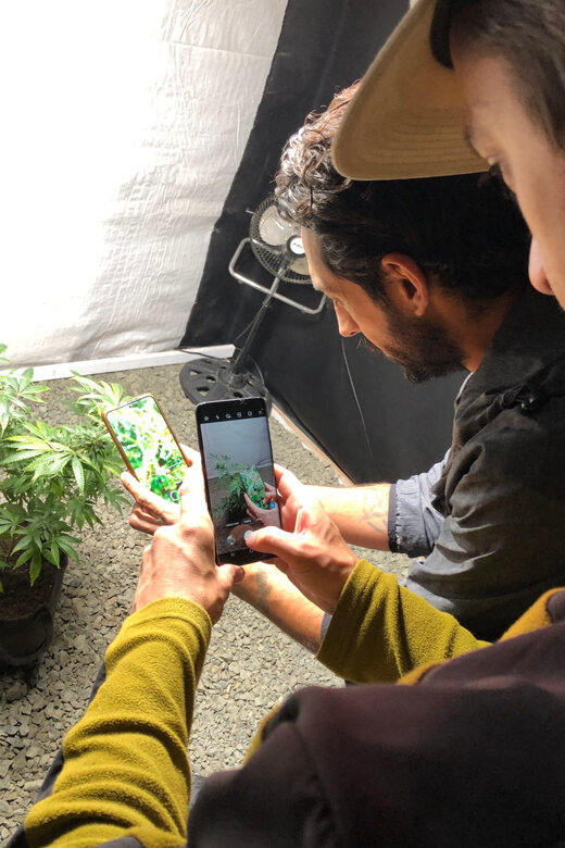 CANNABIS EXPERIENCE - FAQs