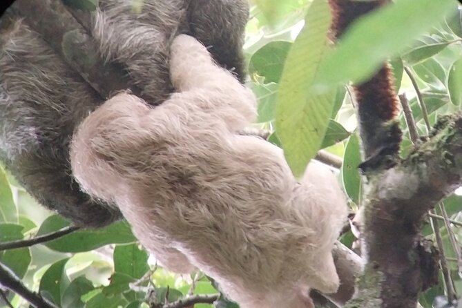 Canoe Experience Exploring Tortuguero National Park - Participant Guidelines and Expectations