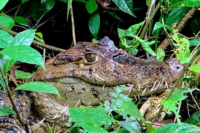 Canoe Tour - Wildlife Sightings