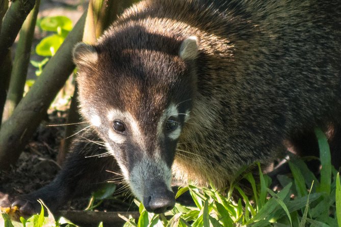 Canopy Tour In Tamarindo Beach - Exploring the Tropical Dry Forest