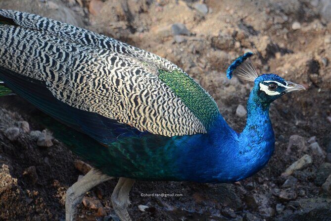 Canter Safari-Ranthambore National Park - What to Expect from the Canter Safari in Ranthambore