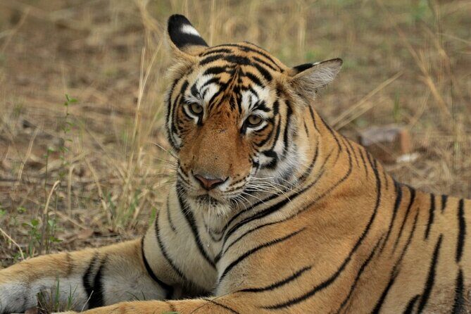Canter Safari-Ranthambore National Park - Who Should Consider This Safari?