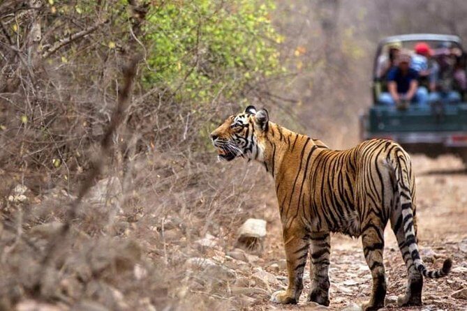 Canter Safari-Ranthambore National Park - FAQ