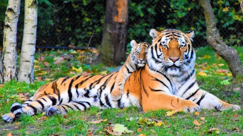 Canter Safari: Skip-the-line Entry Ranthambore Tiger Reserve - The Experience: Pros and Cons Based on Feedback