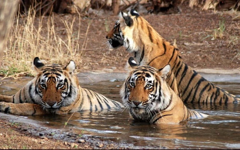 Canter Safari: Skip-the-line Entry Ranthambore Tiger Reserve - The Practicalities: What to Know Before Booking