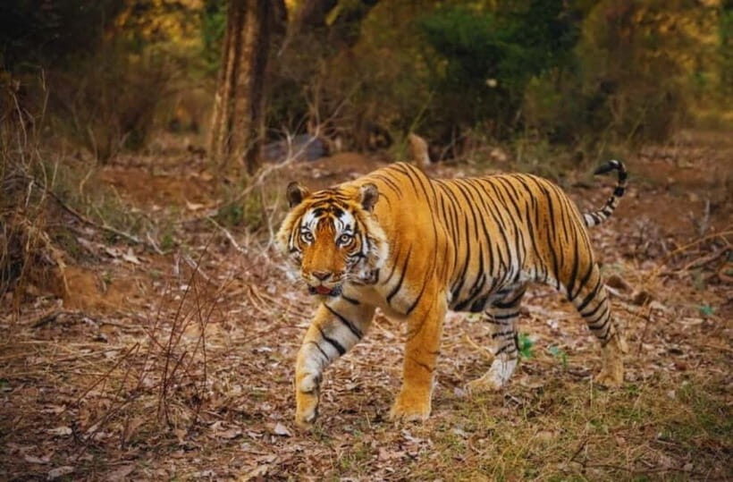 Canter Safari: Skip-the-line Entry Ranthambore Tiger Reserve - The Review Perspective: What Travelers Say