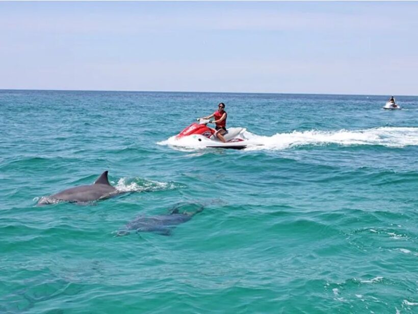 Cape Coral and Fort Myers: Wild Life Jet Ski Tour - Who Would Enjoy This Tour?