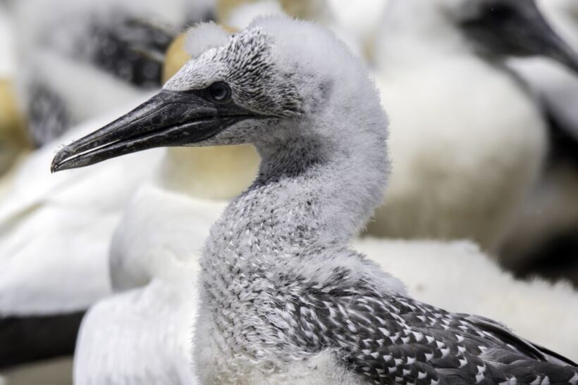 Cape Kidnappers Gannet Colony Private Tour - Key Points