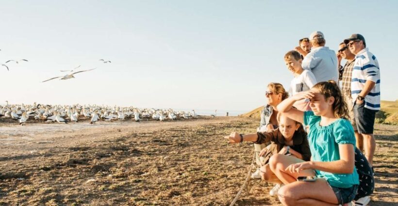 Cape Kidnappers Gannet Colony Private Tour - Final Thoughts