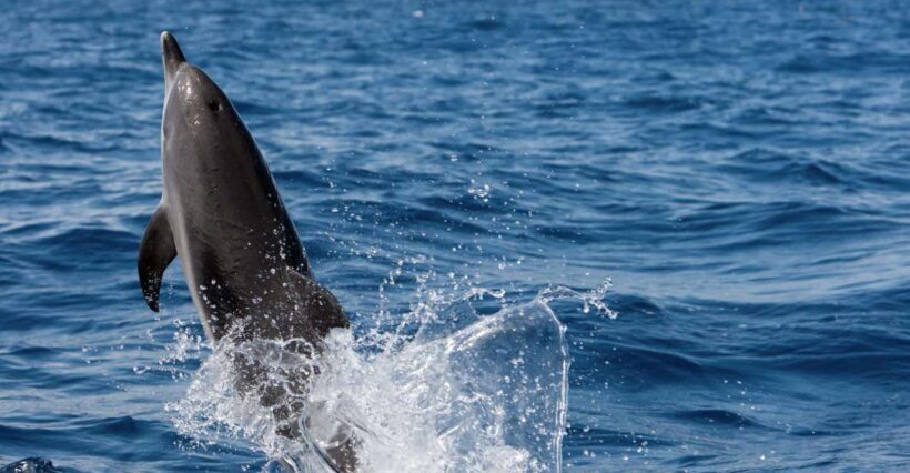 Cape May: 2-Hour Dolphin Watching Cruise - Dolphin Encounters: Why They’re Special