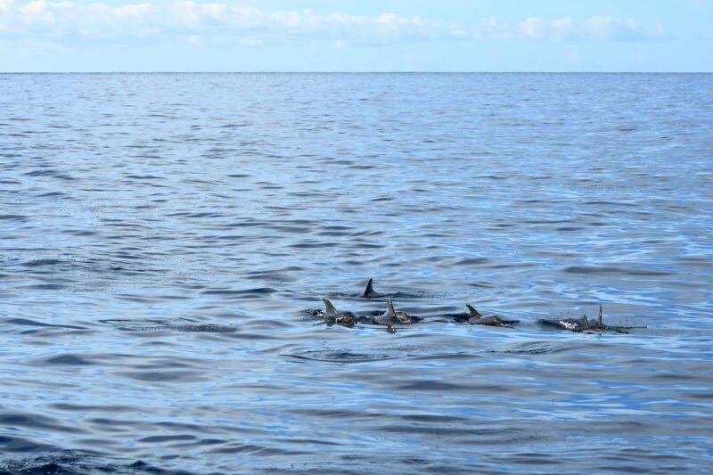 Cape May: 2-Hour Dolphin Watching Cruise - FAQ