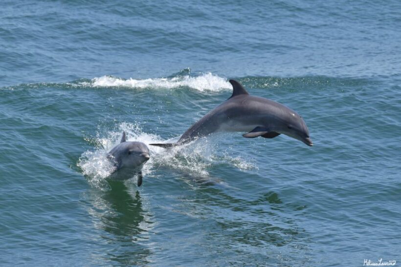 Cape May: Dolphin and Bird Watching Cruise - An In-Depth Look at the Experience