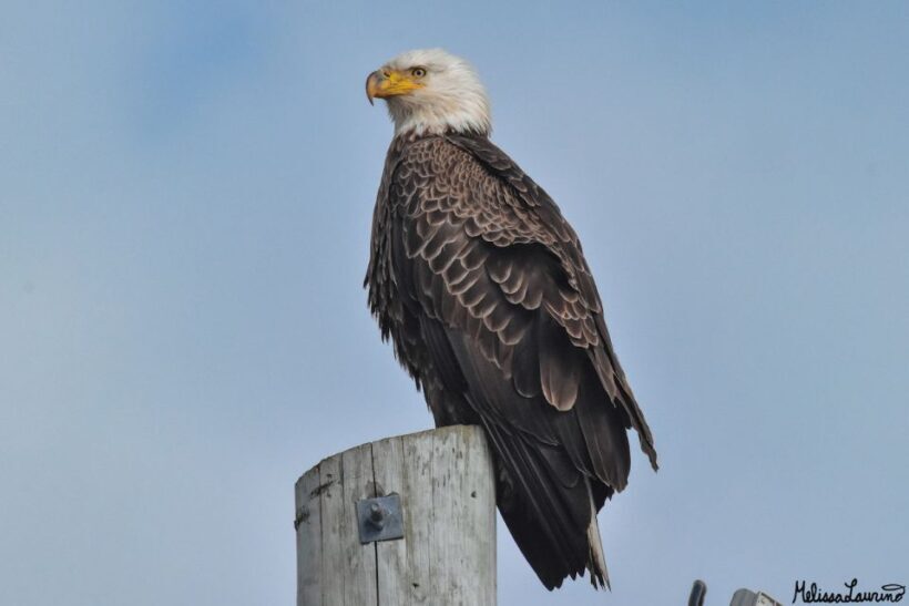 Cape May: Dolphin and Bird Watching Cruise - Final Thoughts