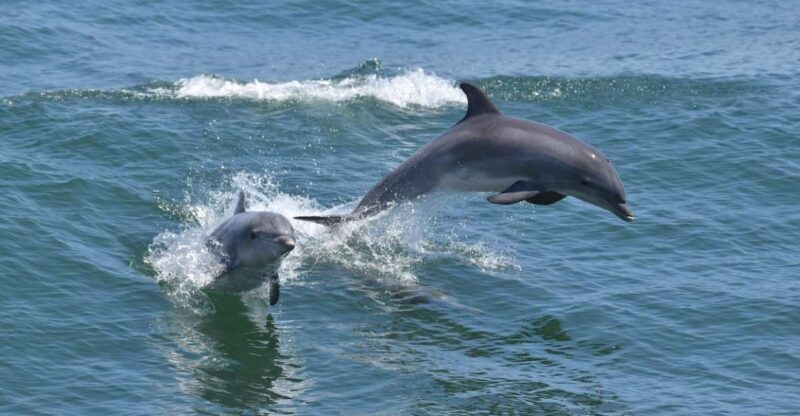 Cape May: Dolphin and Bird Watching Cruise - FAQ