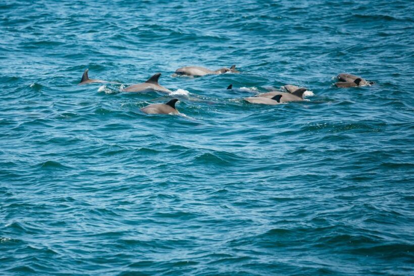 Cape May: Jersey Shore Whale and Dolphin Watching Cruise - Key Points