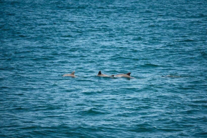 Cape May: Jersey Shore Whale and Dolphin Watching Cruise - Authentic Marine Encounters: What Travelers Say