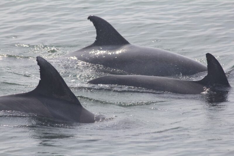 Cape May: Scenic Whale and Dolphin Watching Cruise - Practical Details and Logistics