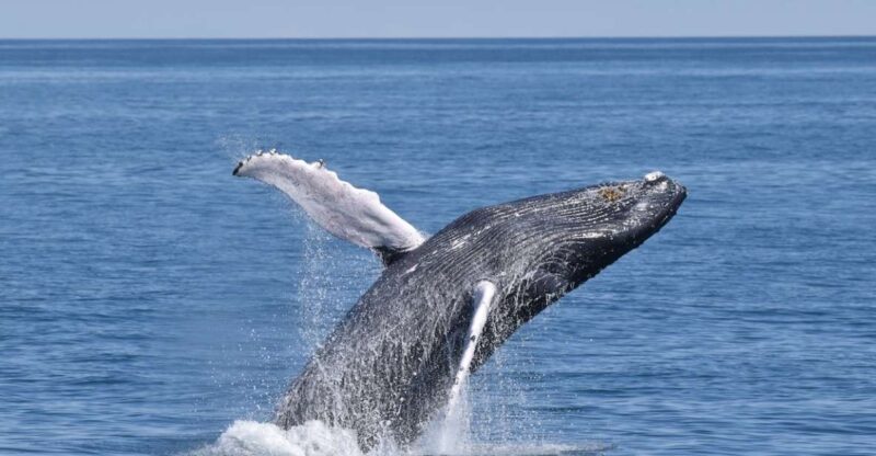 Cape May: Scenic Whale and Dolphin Watching Cruise - The Pros and Cons