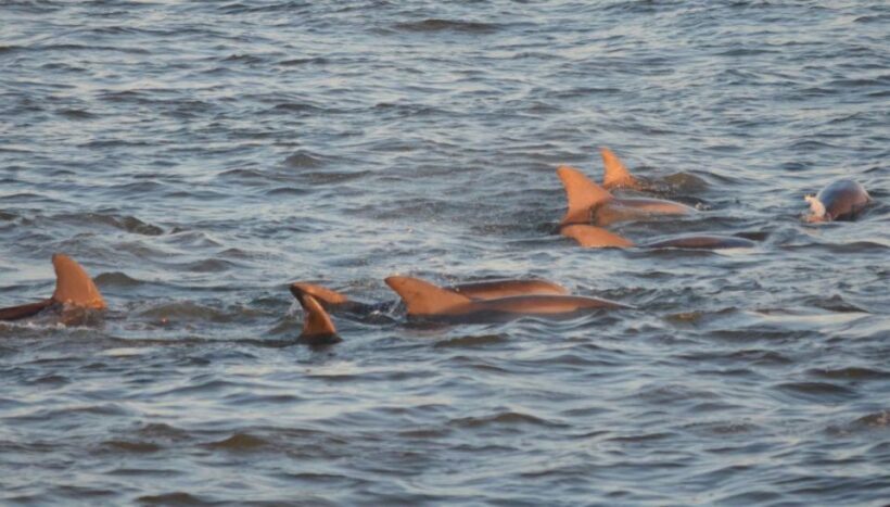 Cape May: Sunset Dolphin Cruise with Optional Wine Tastings - Sunset Views and Coastal Landmarks