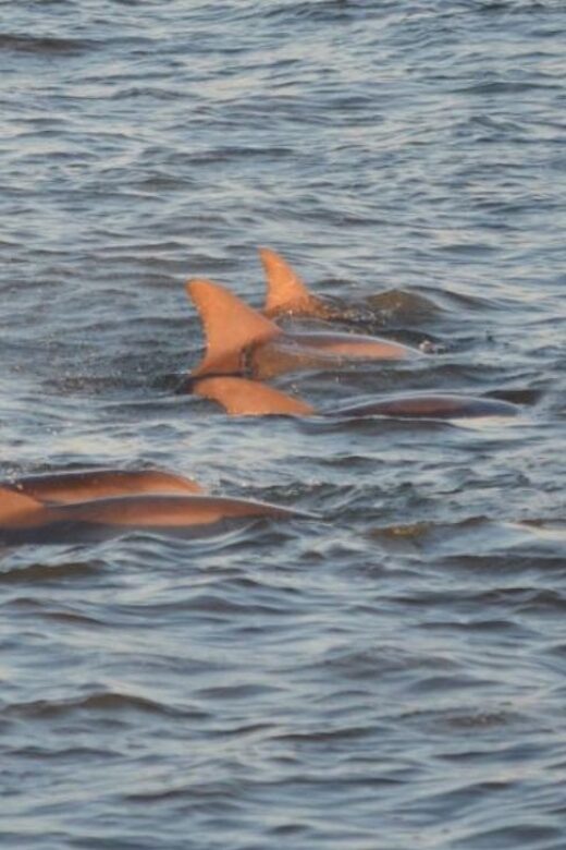 Cape May: Sunset Dolphin Cruise with Optional Wine Tastings - Wine Tasting: An Optional Indulgence