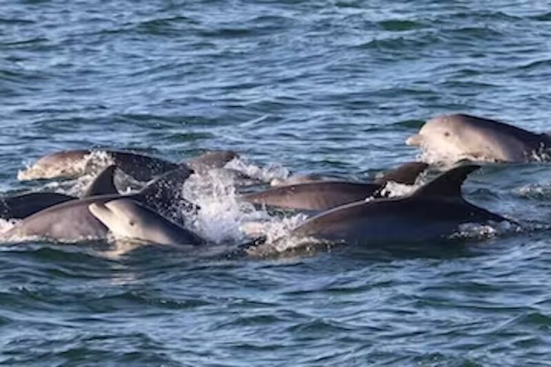 Cape May: Sunset Dolphin Cruise with Optional Wine Tastings - Practical Details and Tips for Travelers