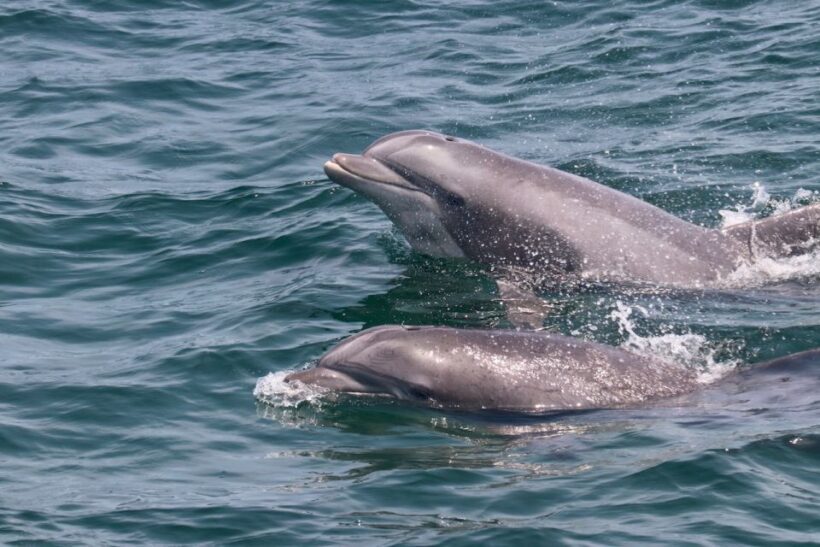 Cape May: Sunset Dolphin Watching Cruise with Food - Key Points