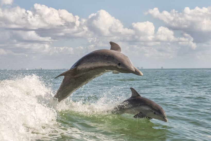 Cape May: Weekend Whale and Dolphin Watching Cruise - The Itinerary: What to Expect