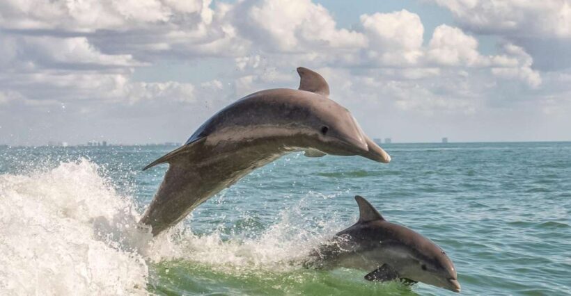 Cape May: Weekend Whale and Dolphin Watching Cruise - The Quality of the Experience