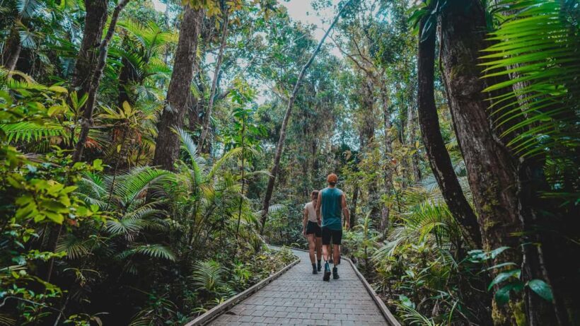 Cape Tribulation: Daintree Rainforest Night Walk Tour - Key Points