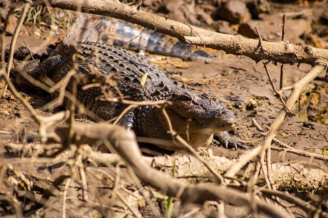 Cape Tribulation Day Tour - An In-Depth Look at the Itinerary