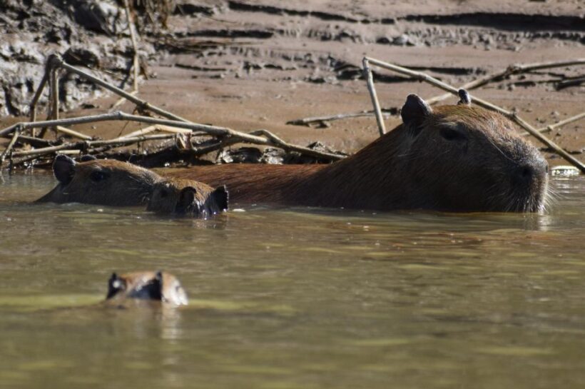 Capibara and caiman search on the Tambopata river - Key Points
