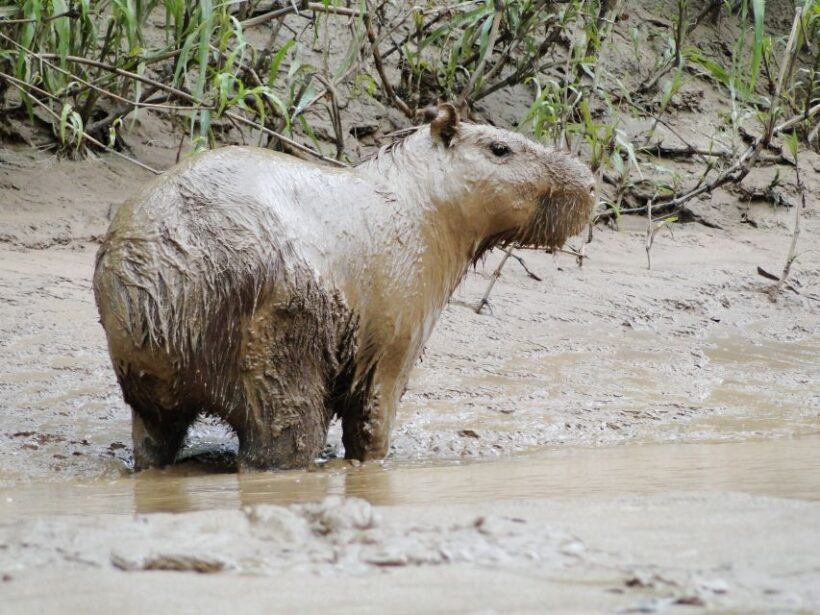 Capibara and caiman search on the Tambopata river - The Sum Up
