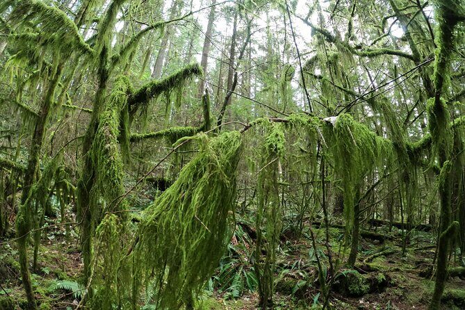Capilano Suspension Bridge, Lynn Canyon & Capilano Hatchery Tour - FAQs