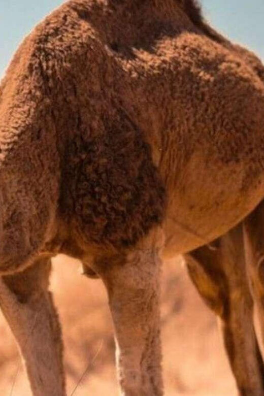 Cappadocia Camel Ride among the Fairy Chimneys - An Honest Look at the Camel Ride Experience