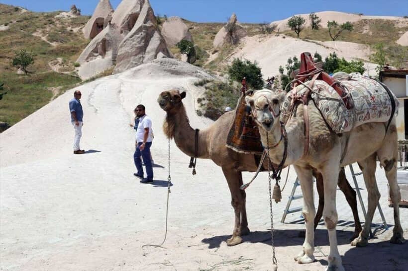 Cappadocia Camel Ride among the Fairy Chimneys - The Practicalities: Timing, Price, and Comfort