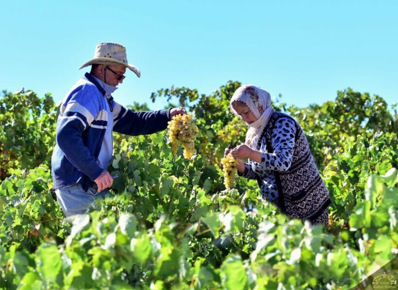 Cappadocia: Private Half-Day Vineyards & Wine Tasting Tour - The Itinerary in Detail
