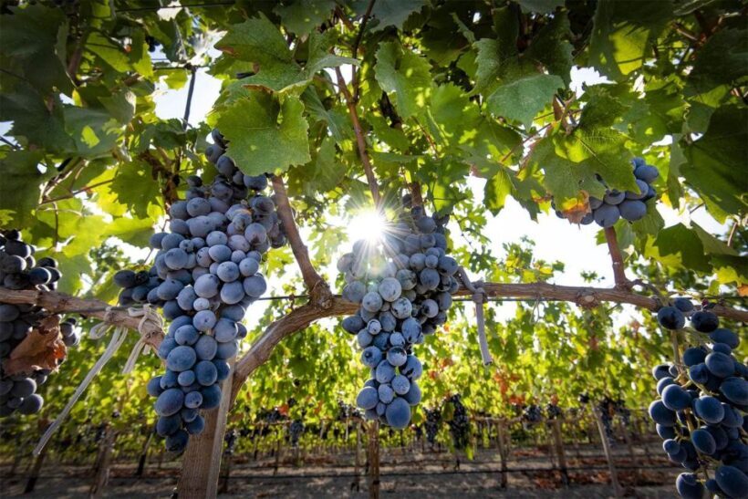 Cappadocia: Private Half-Day Vineyards & Wine Tasting Tour - FAQs
