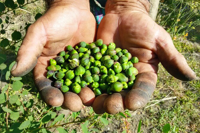 Cappero Di Salina: a Unique Tasting Experience - Meeting and Pickup Details