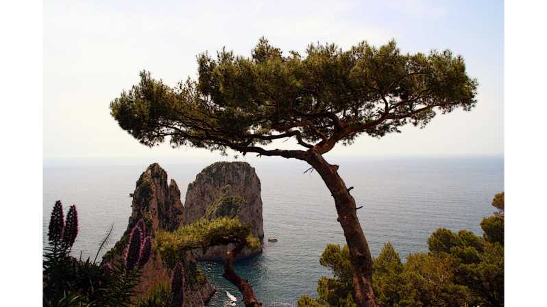 CAPRI: DAILY TRIP WITH FREE TIME IN THE ISLAND - Experience Highlights