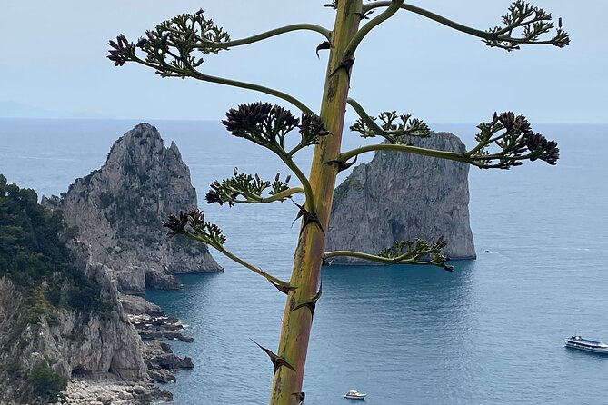 Capri Private Day Tour With Private Island Boat Tour From Rome - Pricing and Availability