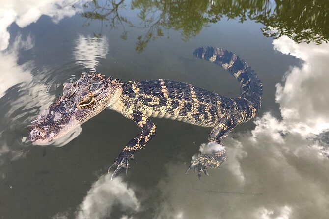 Captain Willy Airboat - Who Should Book This Tour?